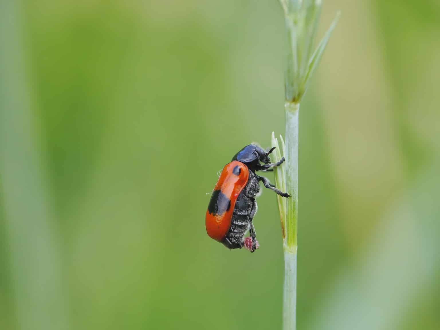 13 Bugs That Look Like Fleas (And How To Spot the Difference) - A-Z Animals