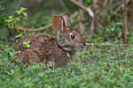 Wild Rabbits in Florida: Types and Where You're Likely to Find Them - A ...