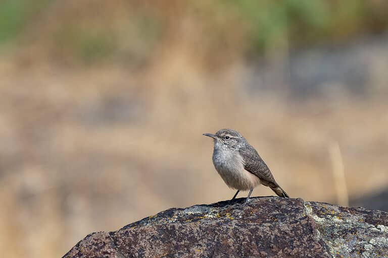 Discover All Types Of Wren Birds - A-Z Animals