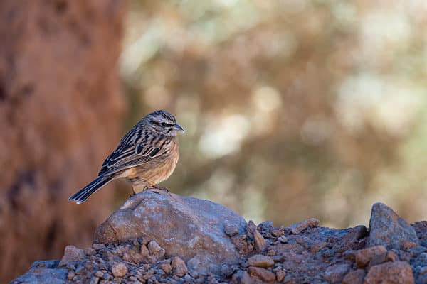 Discover All Types Of Bunting Birds - A-Z Animals