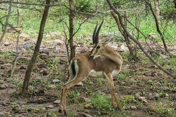 Gazelle Animal Facts - Gazella gazella - A-Z Animals