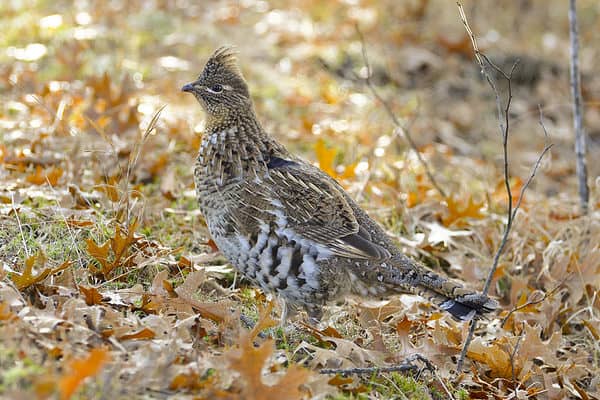 Grouse Bird Facts - Tetraoninae - A-Z Animals