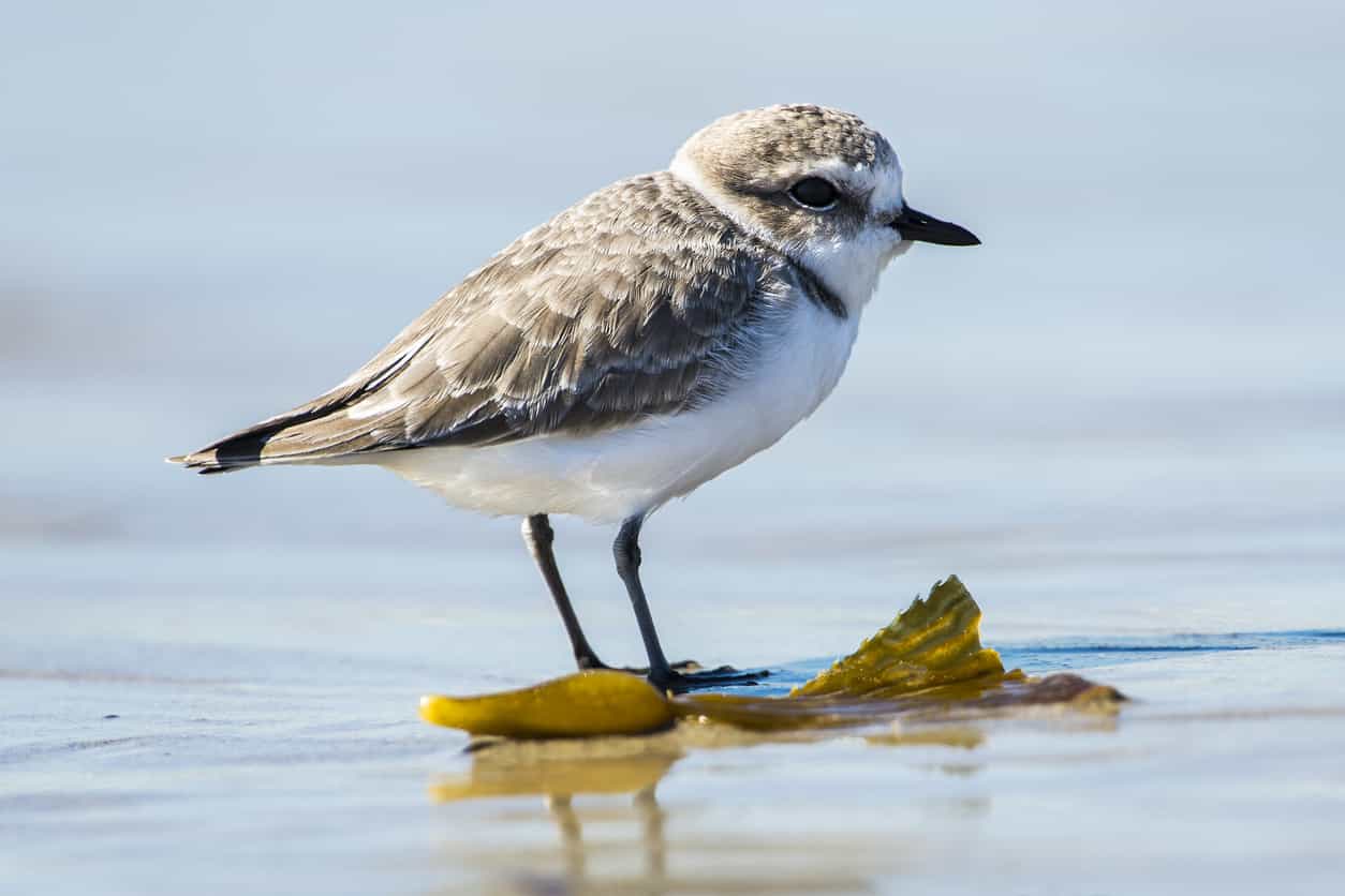 12 Amazing Animals You Can See Up Close at the Monterey Bay Aquarium ...