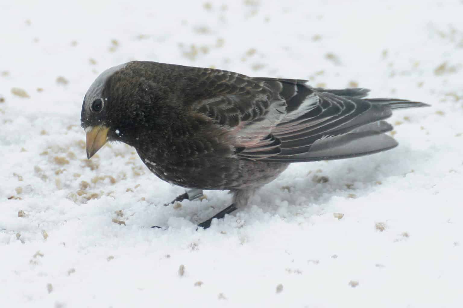 12 Types of Finch Birds with Pictures - A-Z Animals