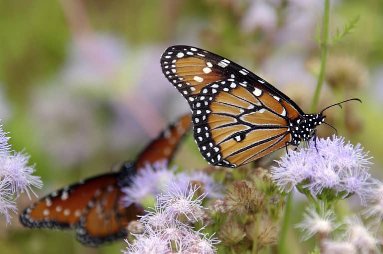 Butterfly Insect Facts - A-Z Animals