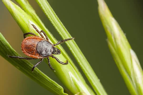 Explore the 8 U.S. States With the Most Ticks - A-Z Animals