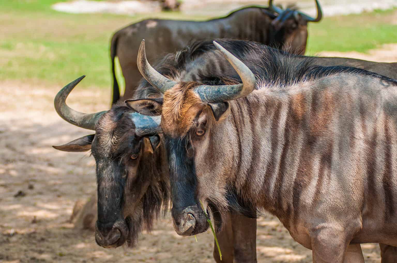Ox Quiz - Test What You Know - A-Z Animals