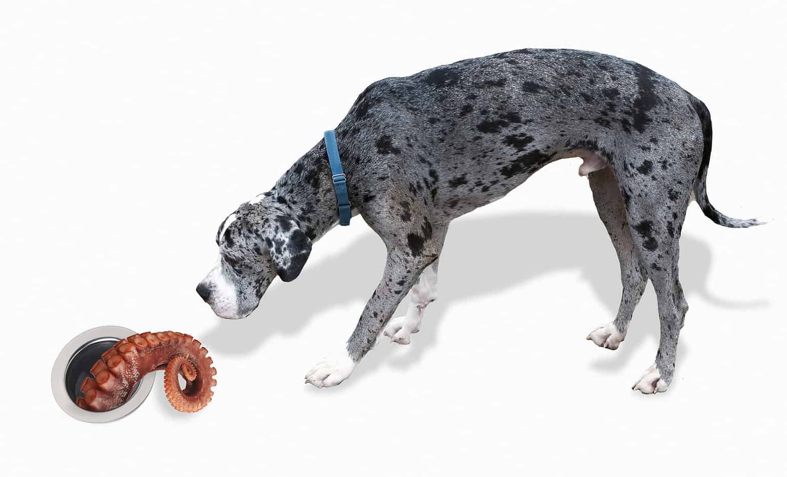 Great Dane Mix Animal Facts - Canis lupus familiaris - A-Z Animals