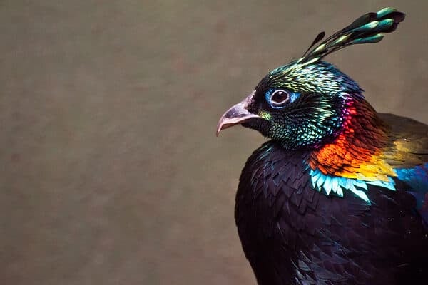 Take A Look At These 10 Beautiful Types Of Pheasants - A-Z Animals
