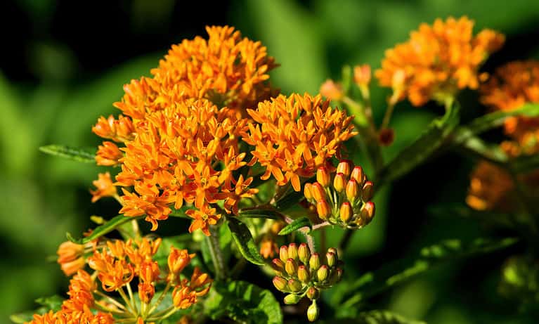 9 Native Plants in Ohio - A-Z Animals