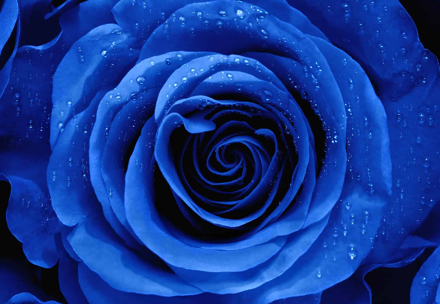 Discover 15 Different Rose Colors (and What Each Means)