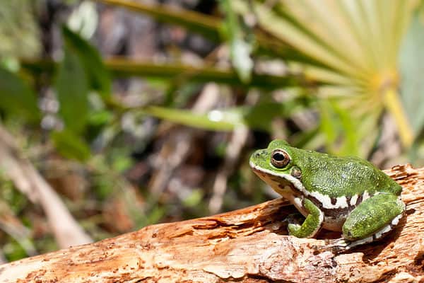 Frog Animal Facts - A-Z Animals