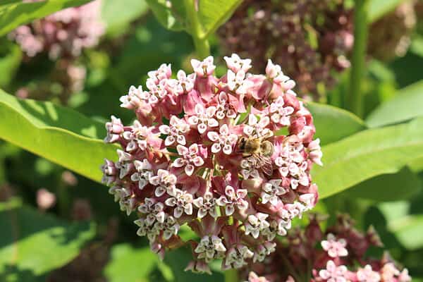 8 Native Plants in New York - A-Z Animals