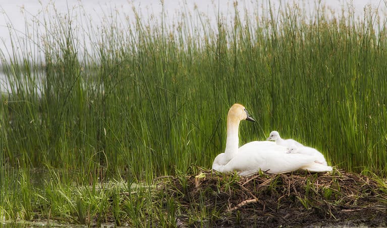 Birds That Build The Largest Nests (The Bald Eagle Tops the List!) - A ...