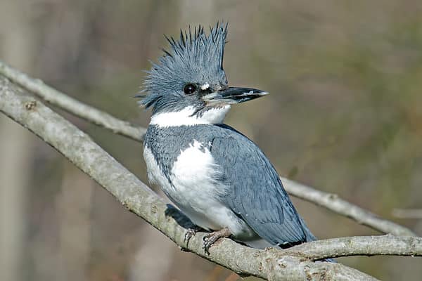 5 Types of Bird Claws - A-Z Animals
