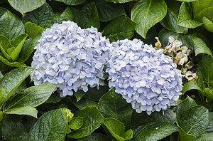 25 Fun and Interesting Facts About Hydrangeas - A-Z Animals