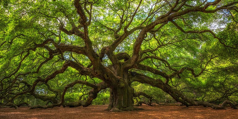 Oak Tree: Meaning, Symbolism, and Significance - A-Z Animals