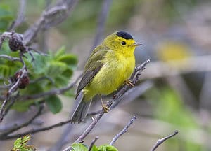 12 Birth Month Birds: Here's What Your Bird Symbolizes - A-Z Animals