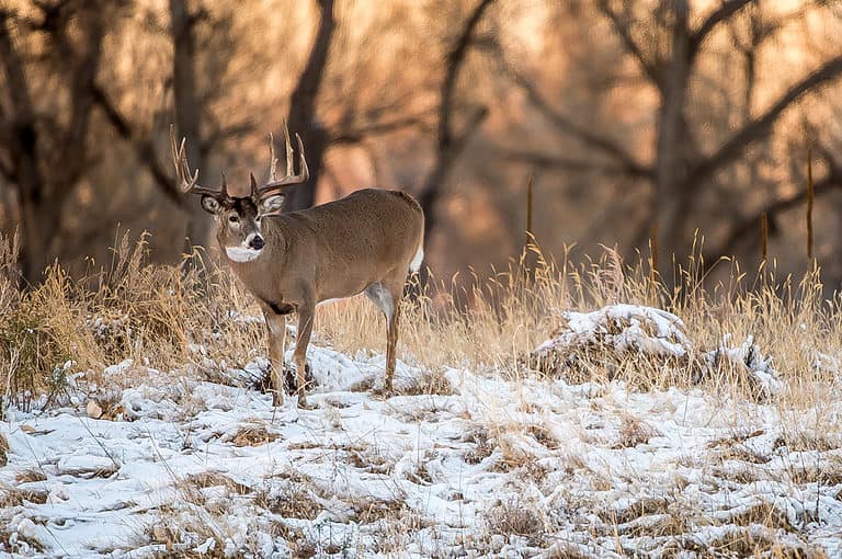 Where Do Deer Go In The Winter? - A-Z Animals