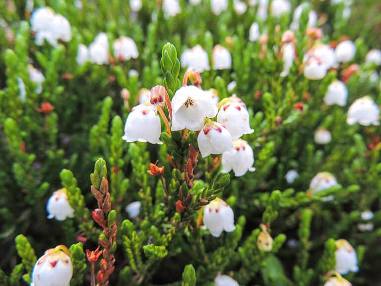 11 Native Plants in Washington - A-Z Animals