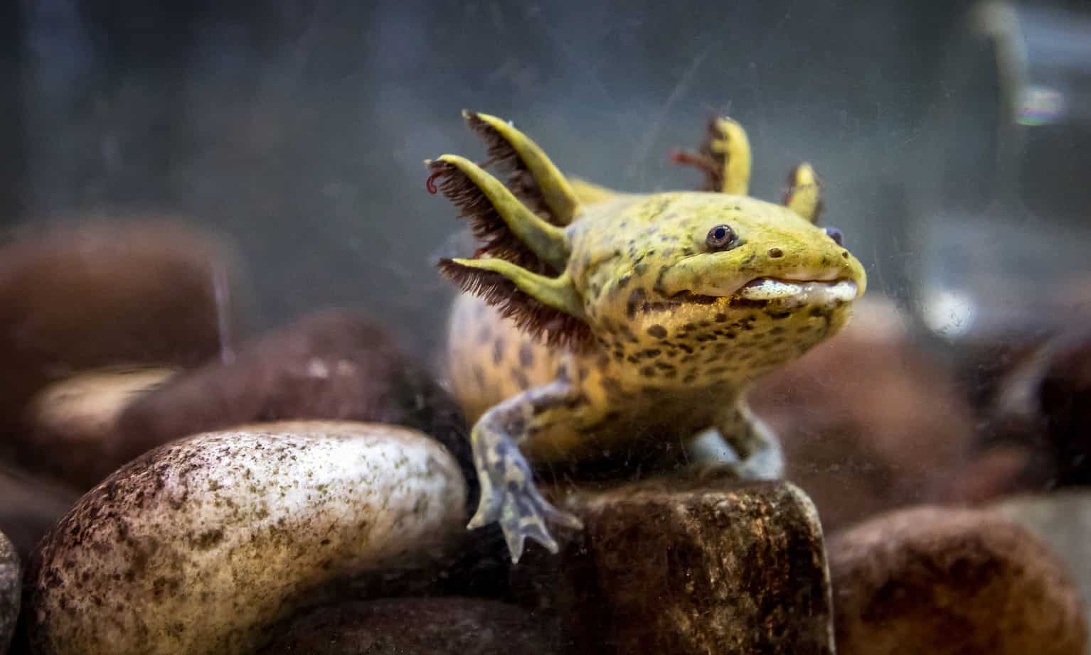 Axolotl Animal Facts - Ambystoma mexicanum - A-Z Animals