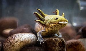 Axolotl - A-Z Animals