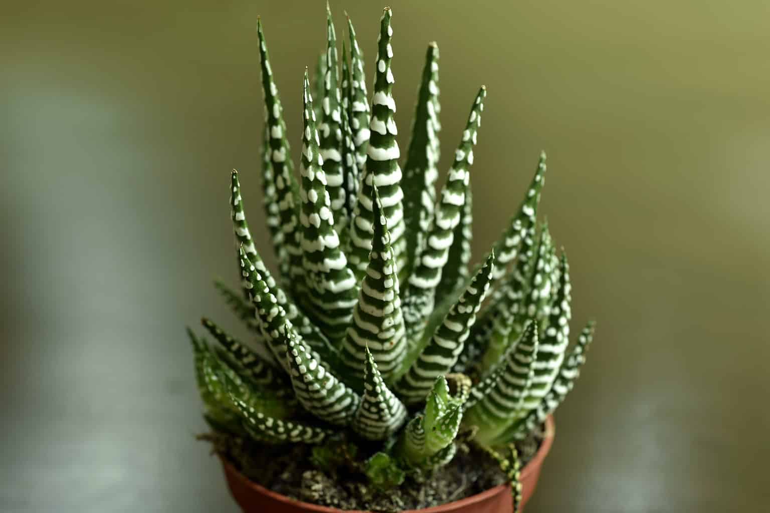 Types Of Haworthia Succulents - A-Z Animals