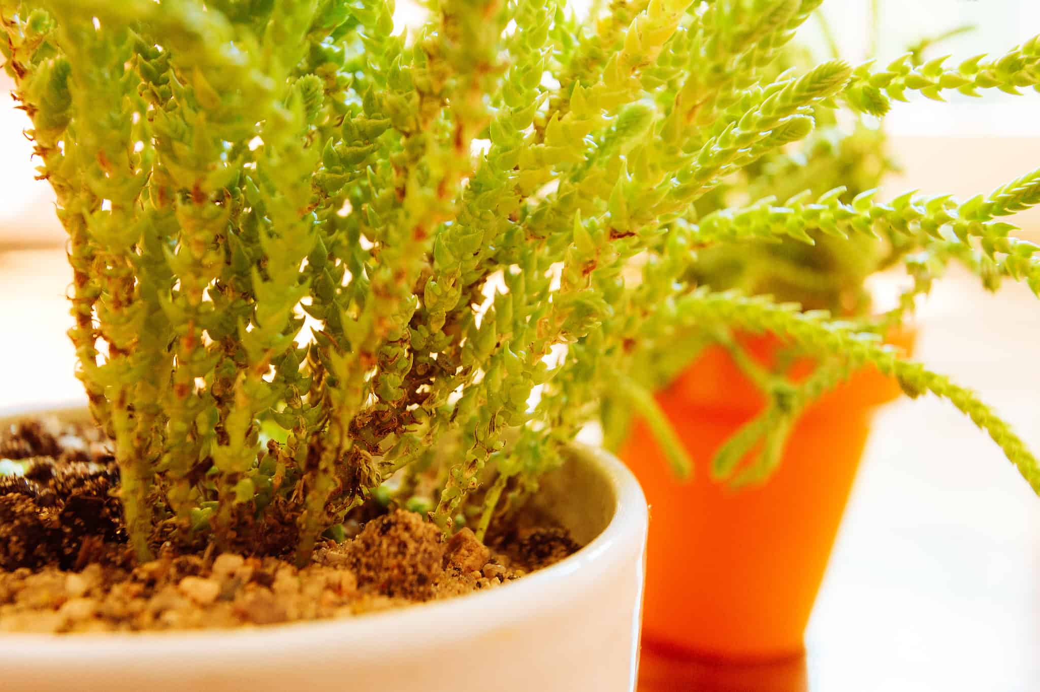 Watch Chain Succulent - A-Z Animals