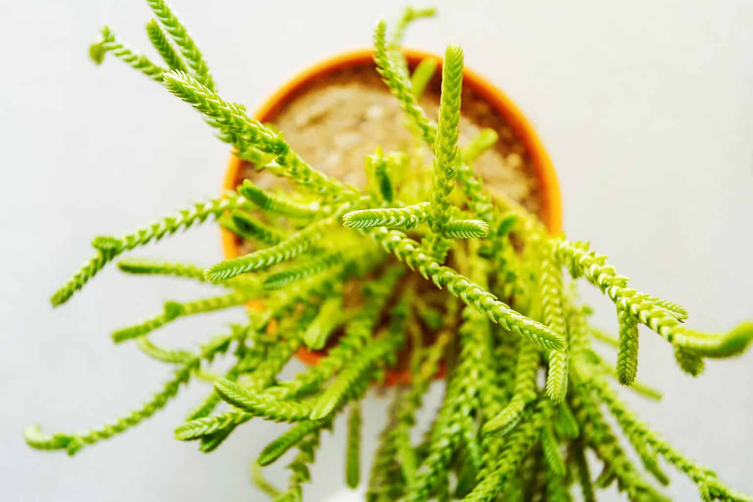 Watch Chain Succulent - A-Z Animals