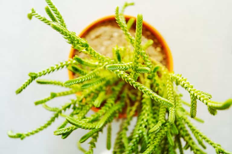 Watch Chain Succulent - A-Z Animals