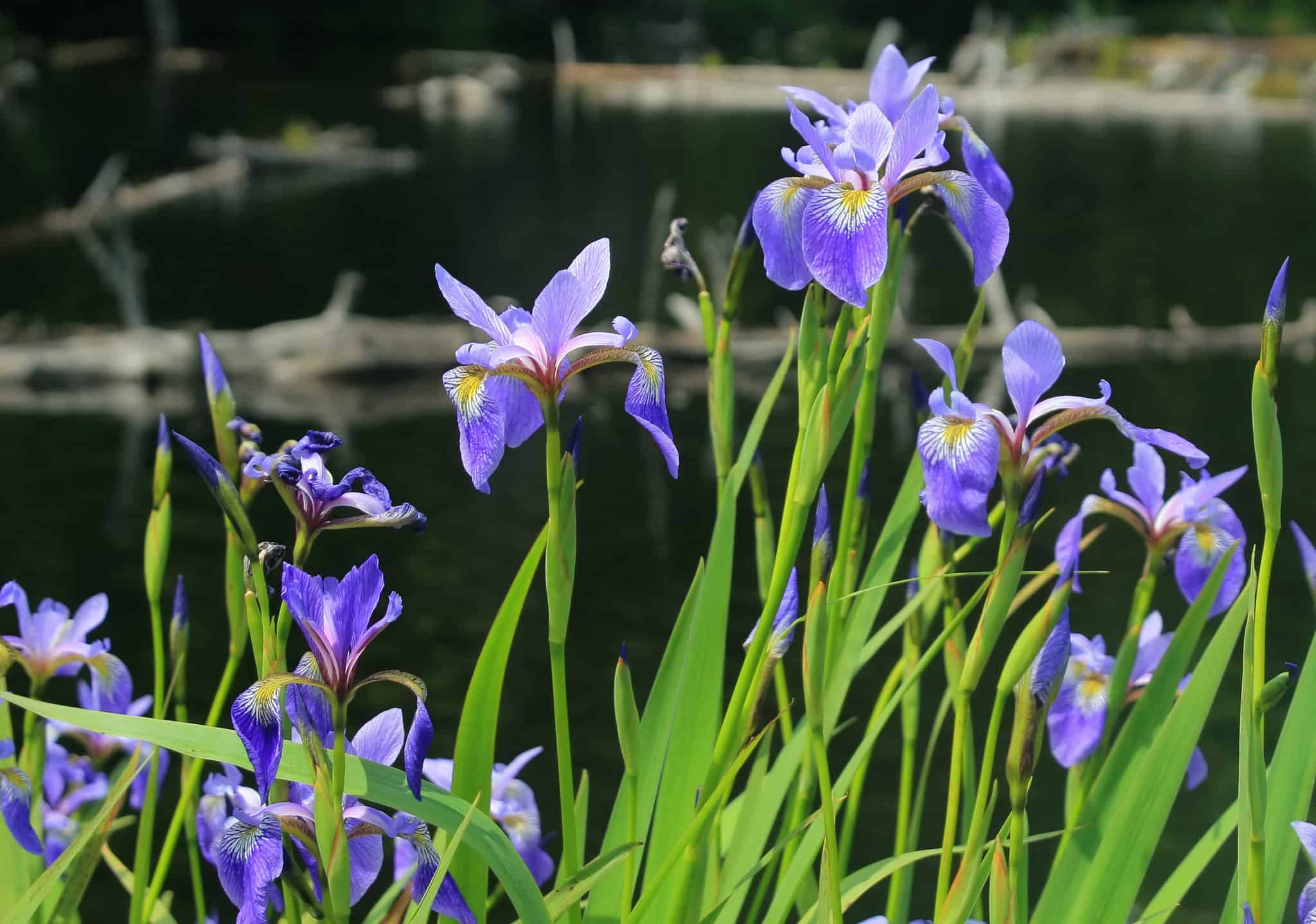 20 Incredible Flowers That Represent Change - A-Z Animals