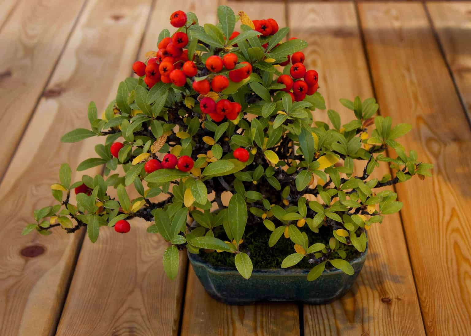 Firethorn Bonsai Tree Varieties, Care Guide & Propagation Tips