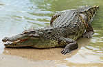 The Complete List of 12 Animals With Scales - A-Z Animals