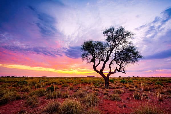 Discover The National Flower of Australia: The Golden Wattle - A-Z Animals