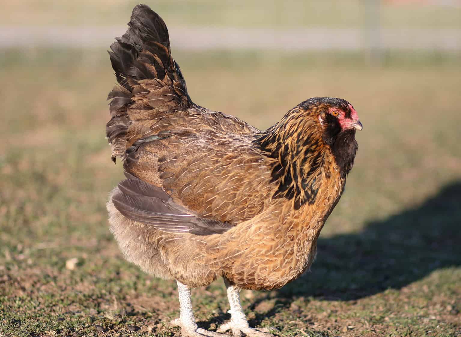 Chicken Colors: Rarest to Most Common - A-Z Animals