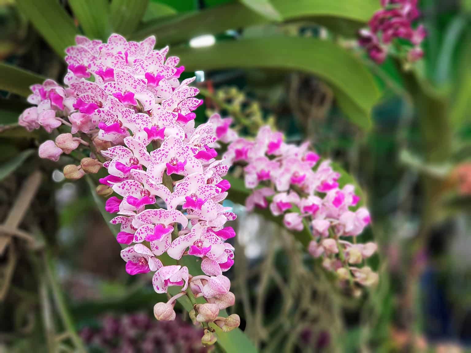 18 Gorgeous Flowers Native to the Philippines - A-Z Animals