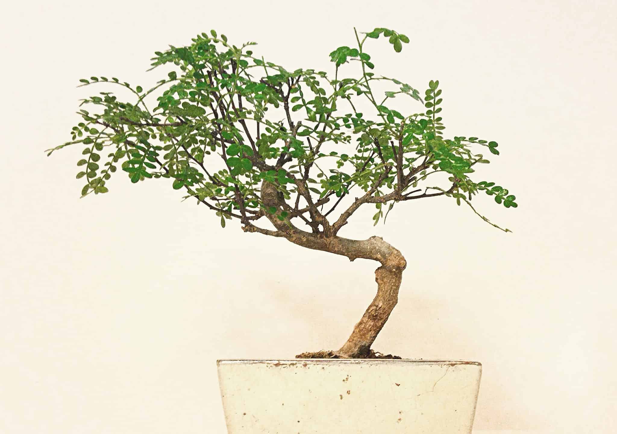 Chinese Pepper Bonsai: Care Guide, Varieties, Tips, and More