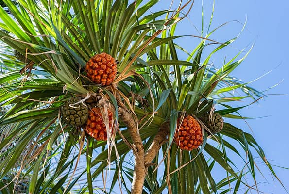9 Native Plants In Hawaii - A-Z Animals