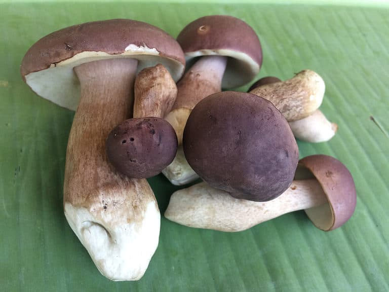 Types of Bolete Mushrooms - A-Z Animals