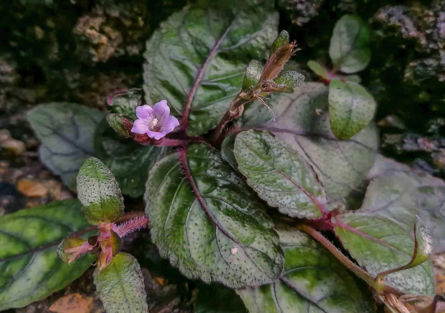 8 Native Plants in Massachusetts - A-Z Animals
