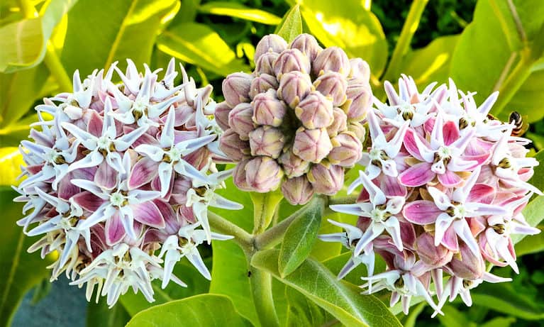 The Best Flowers to Plant in Montana: 15 Flowers for a Gorgeous Bloom ...
