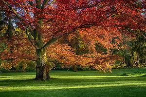 The 10 Most Iconic Trees Native to Minnesota - A-Z Animals