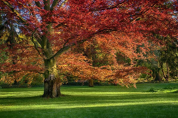The 14 Most Iconic Trees Native to Vermont - A-Z Animals