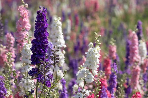 25 Beautiful Flowers That Start With D - A-Z Animals