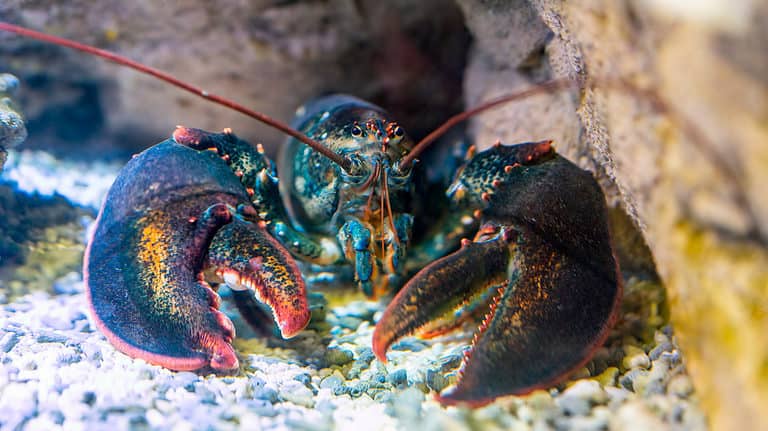 Lobster Animal Facts - Nephropidae - A-Z Animals