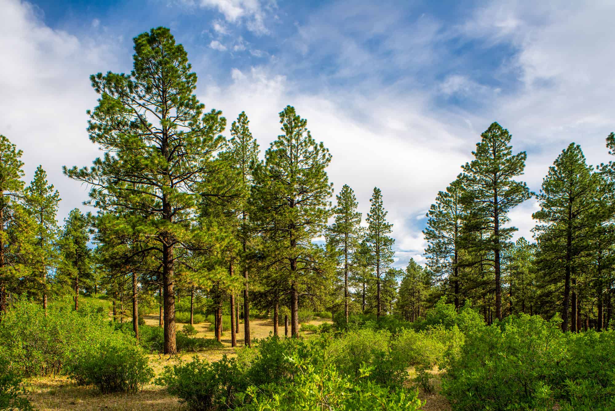 12 Native Plants in Oregon - A-Z Animals