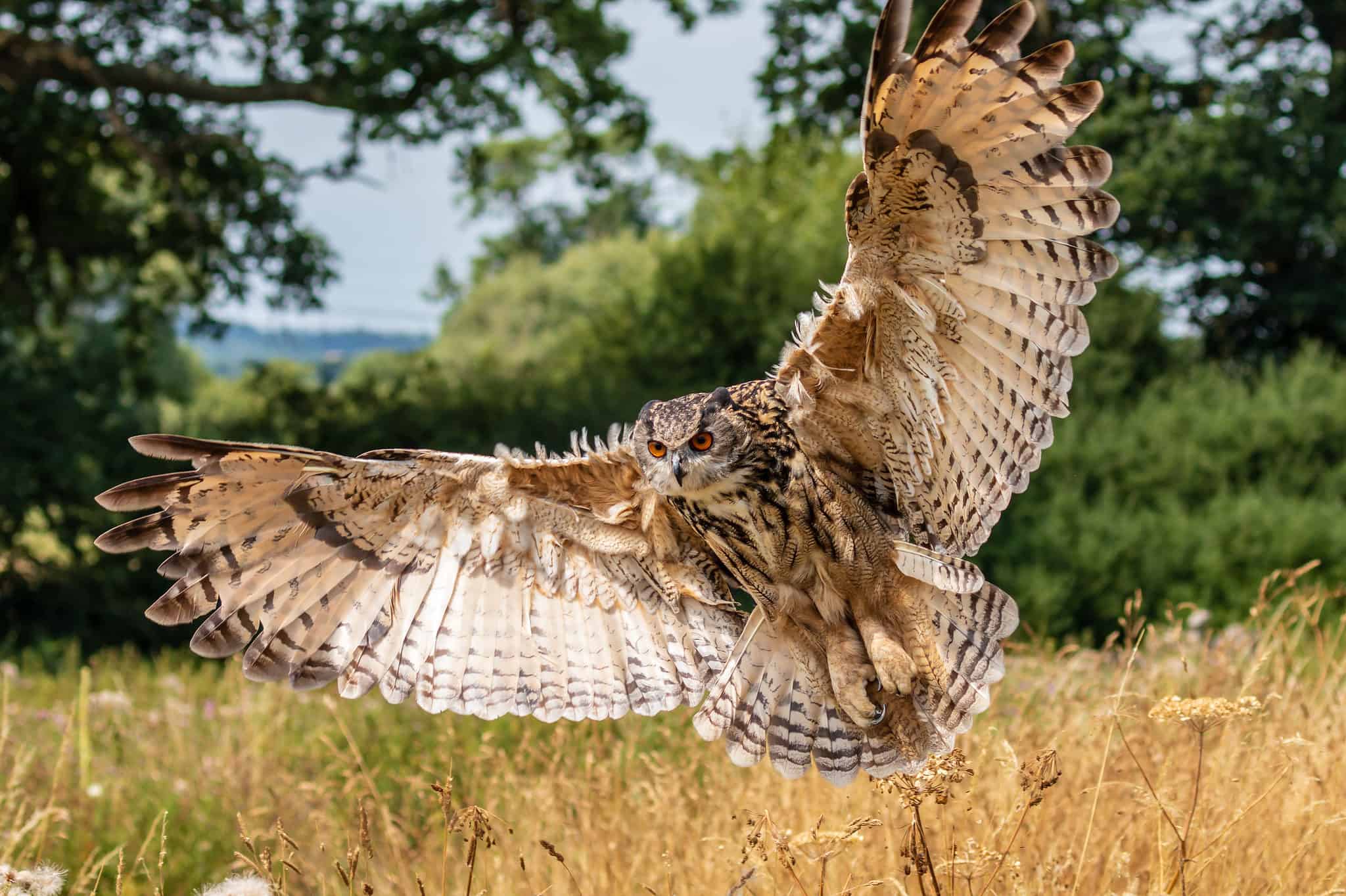 Eurasian Eagle-owl Bird Facts - Bubo bubo - A-Z Animals