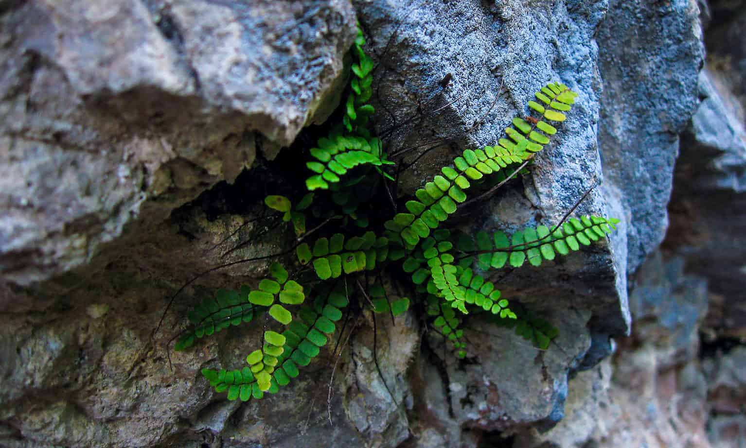 8 Native Plants in Massachusetts - A-Z Animals