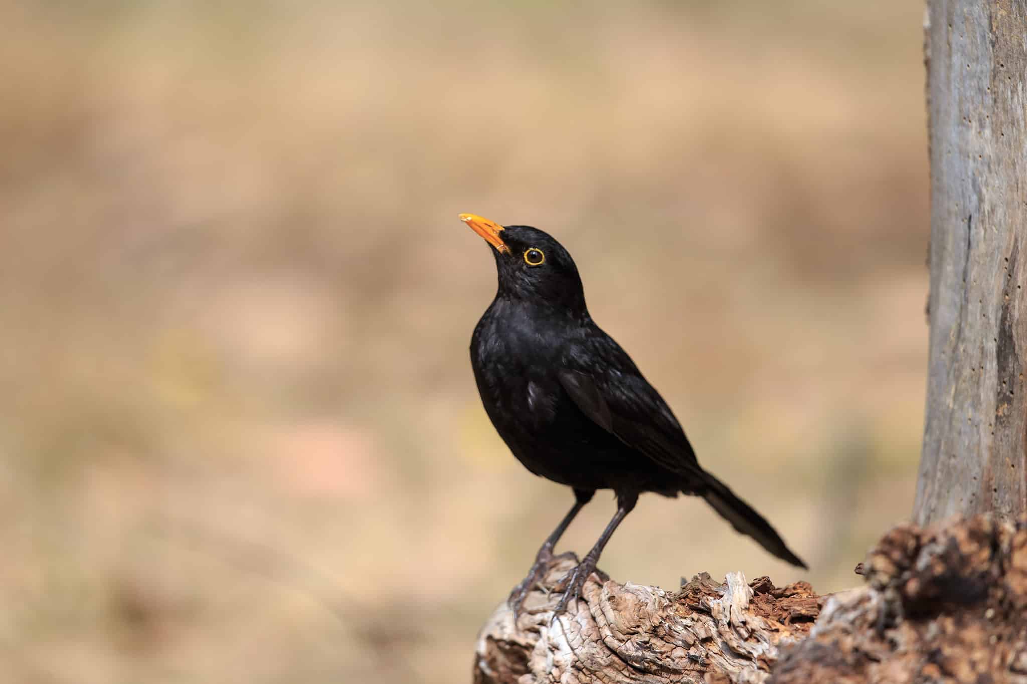 18 Amazing Birds with Orange Beaks from Around the World - A-Z Animals