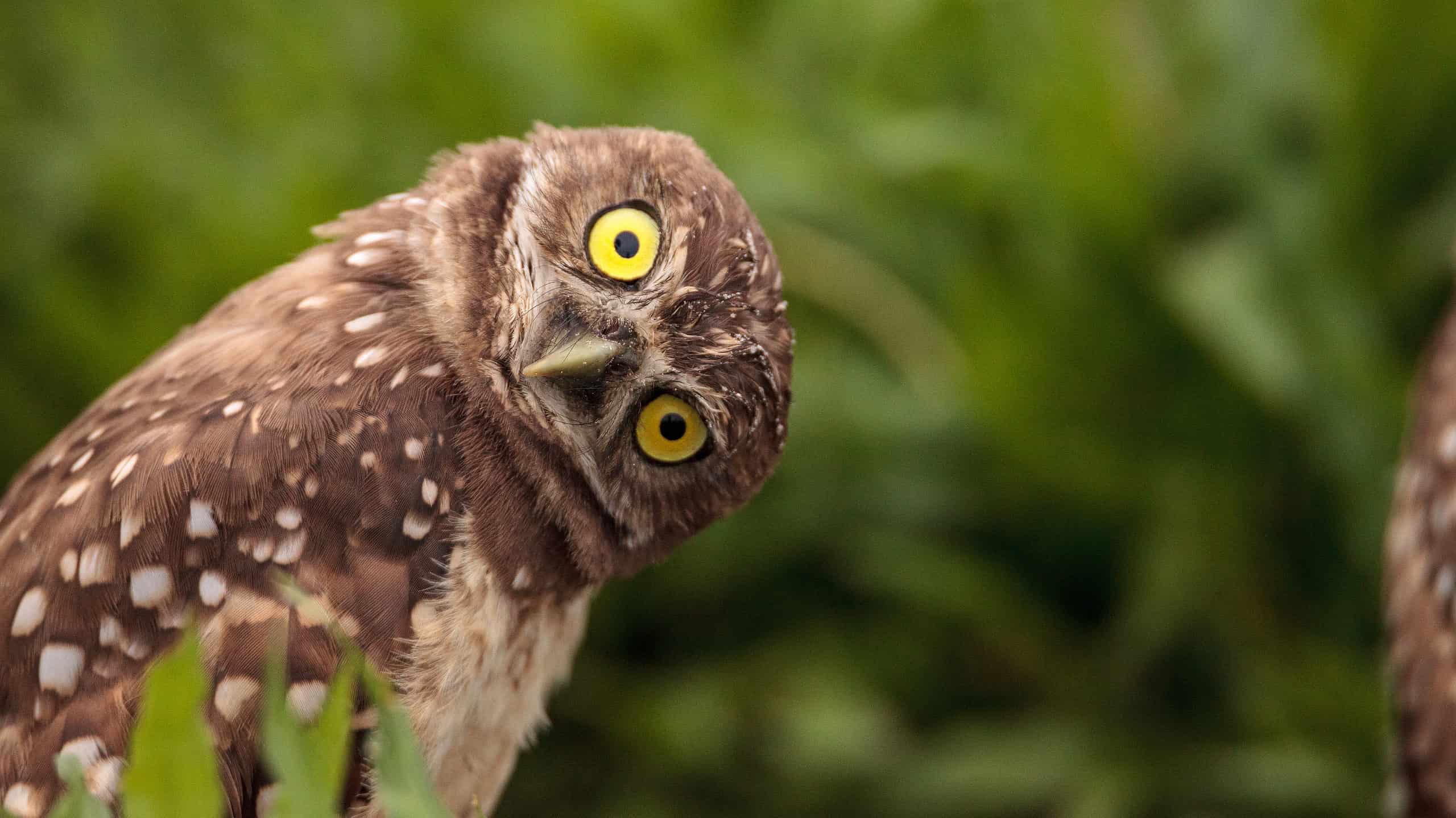 9 Of The World s Funniest Birds A Z Animals 9 Of The World s Funniest Birds A Z Animals